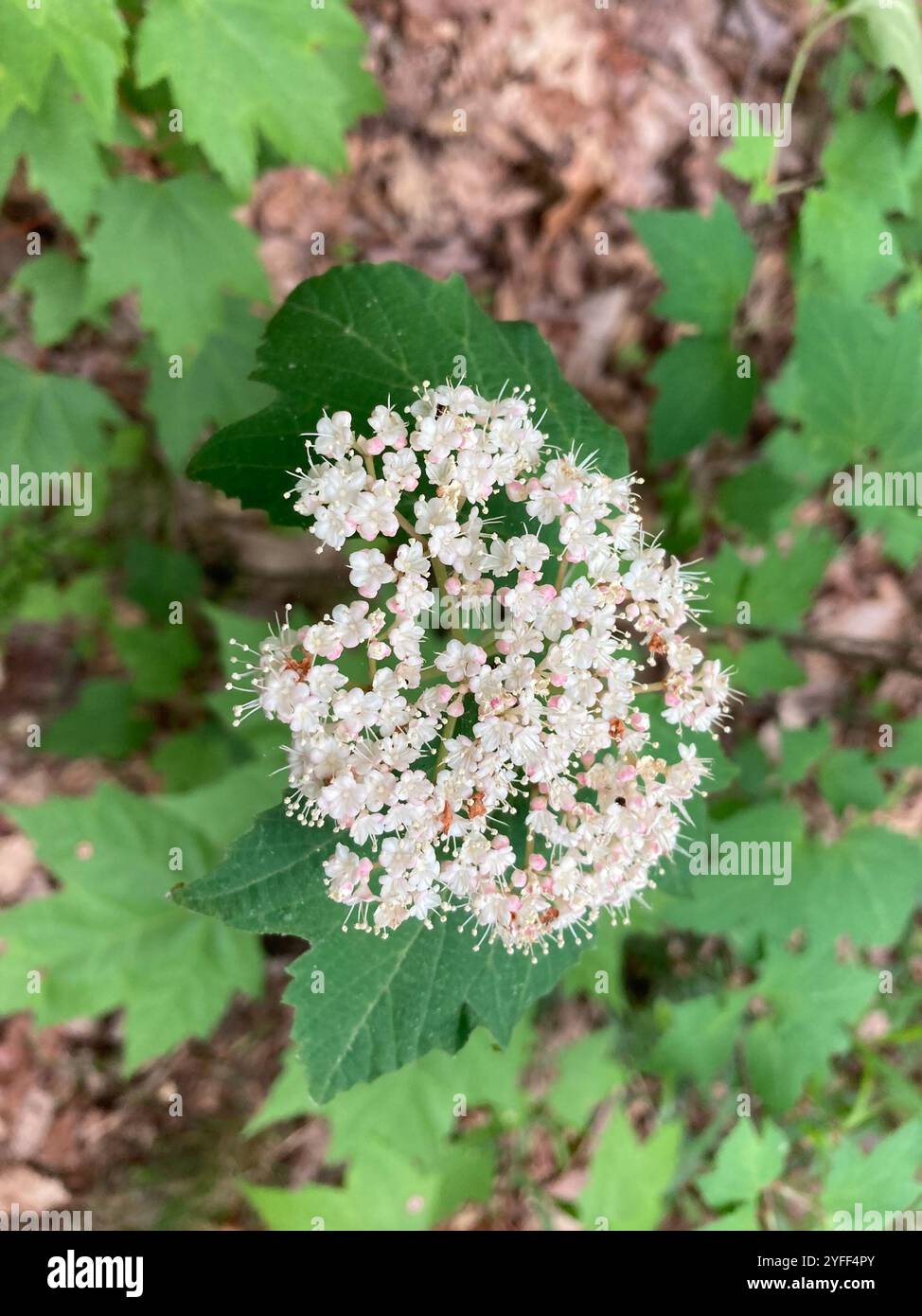 mapleleaf viburnum (Viburnum acerifolium Stock Photo - Alamy