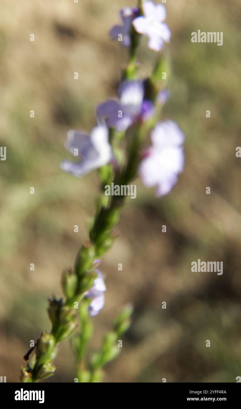 Texas vervain hi-res stock photography and images - Alamy