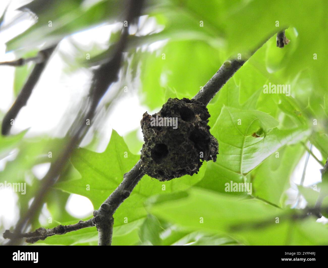 Gall Wasps and Allies (Cynipoidea Stock Photo - Alamy