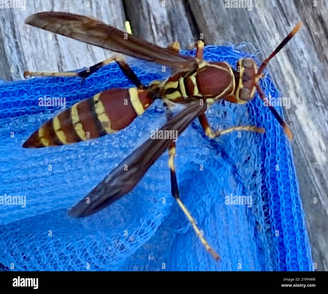 Guinea Paper Wasp (Polistes exclamans Stock Photo - Alamy