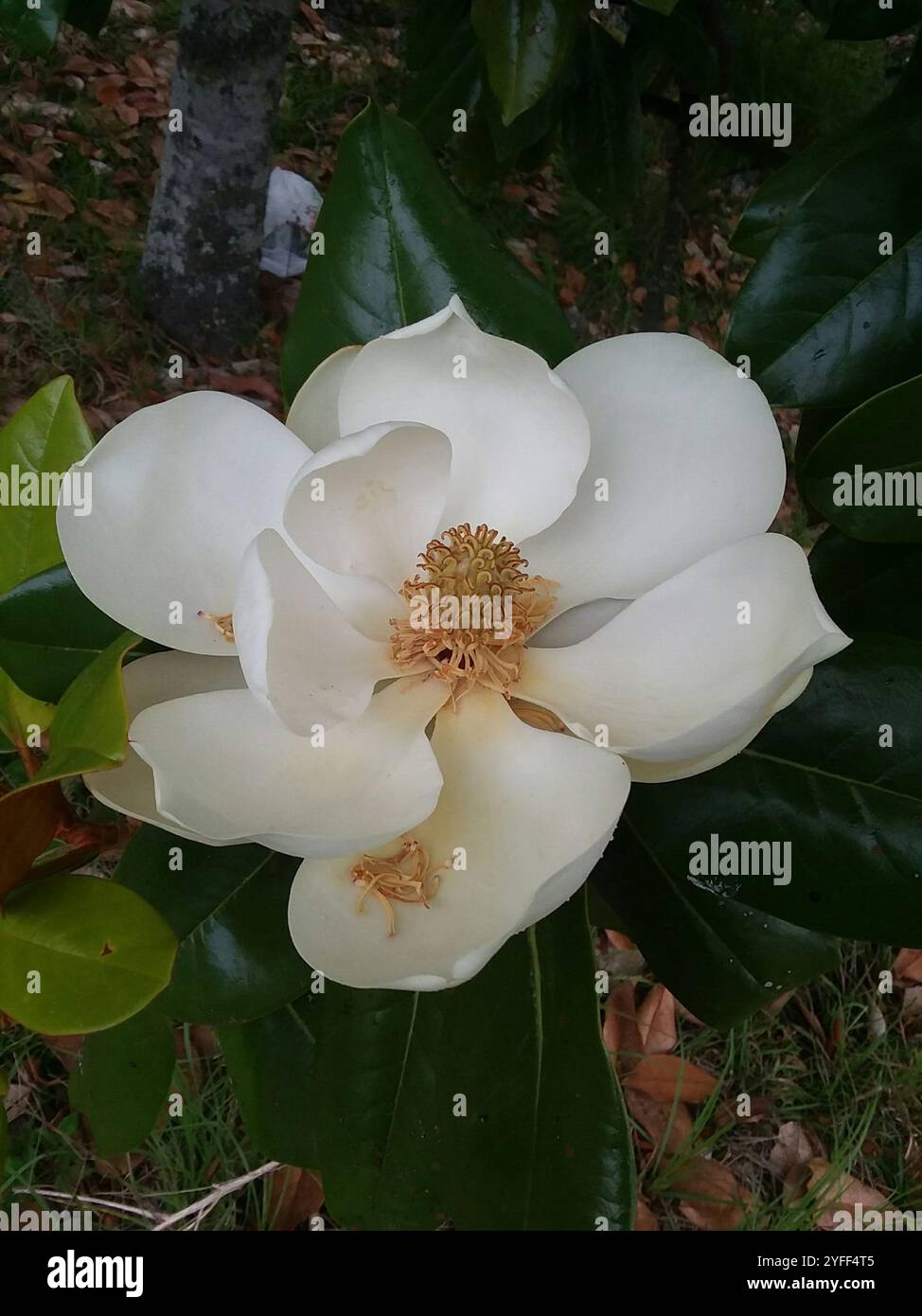 southern magnolia (Magnolia grandiflora Stock Photo - Alamy