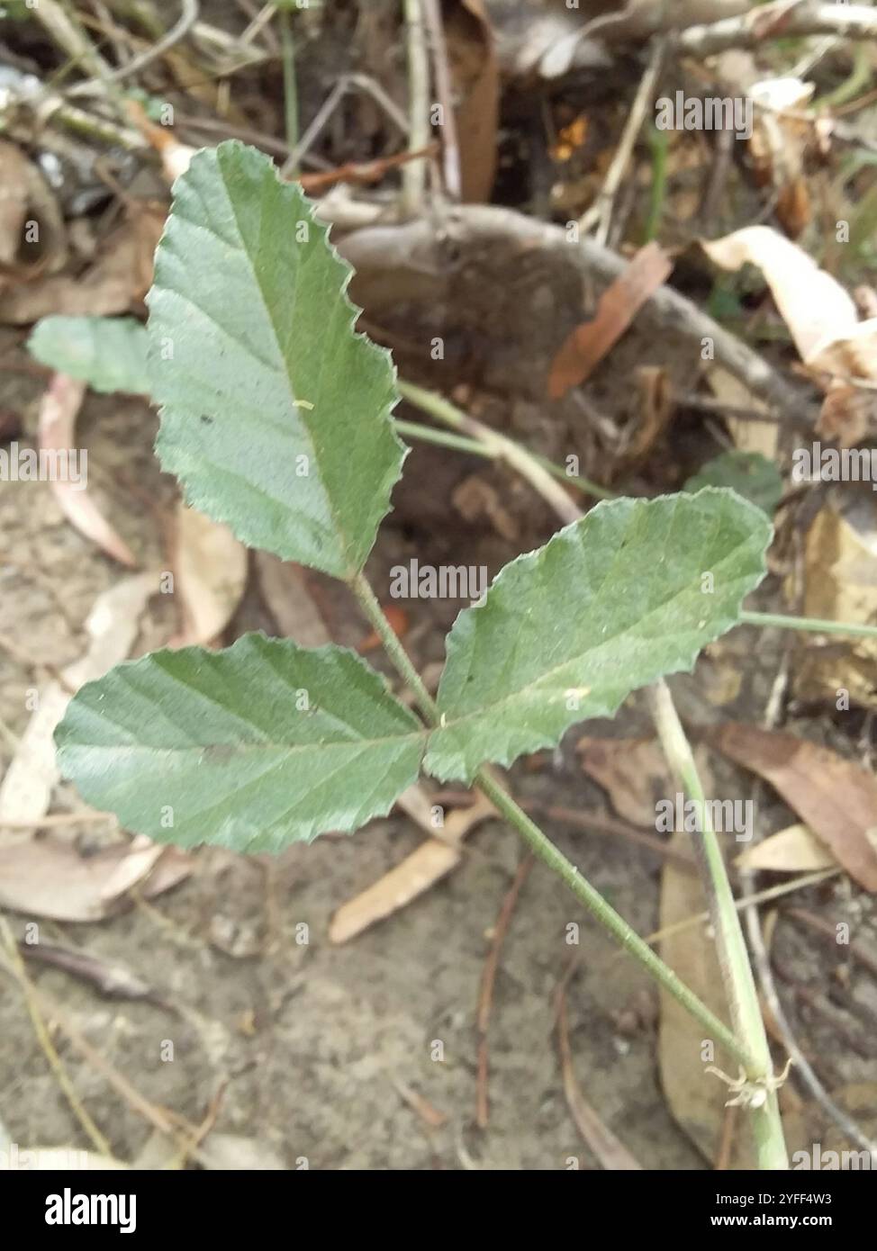 native scurf-pea (Cullen australasicum Stock Photo - Alamy