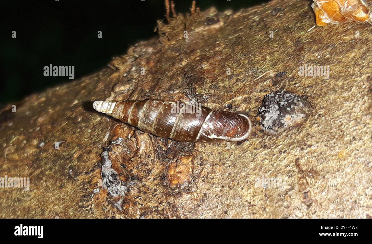 Plaited Door-snail (Cochlodina laminata Stock Photo - Alamy