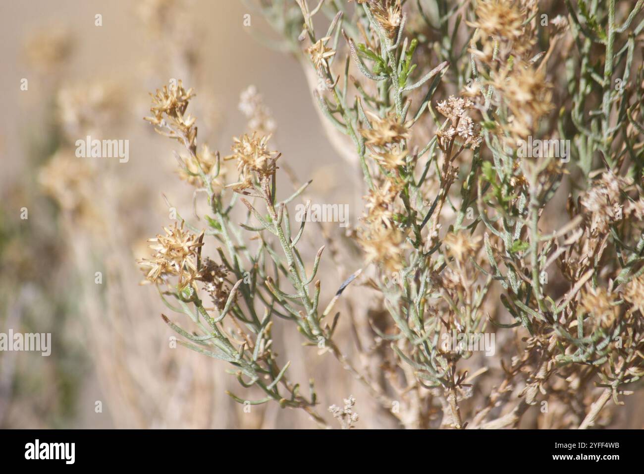 Green Rabbitbrush (Ericameria teretifolia Stock Photo - Alamy