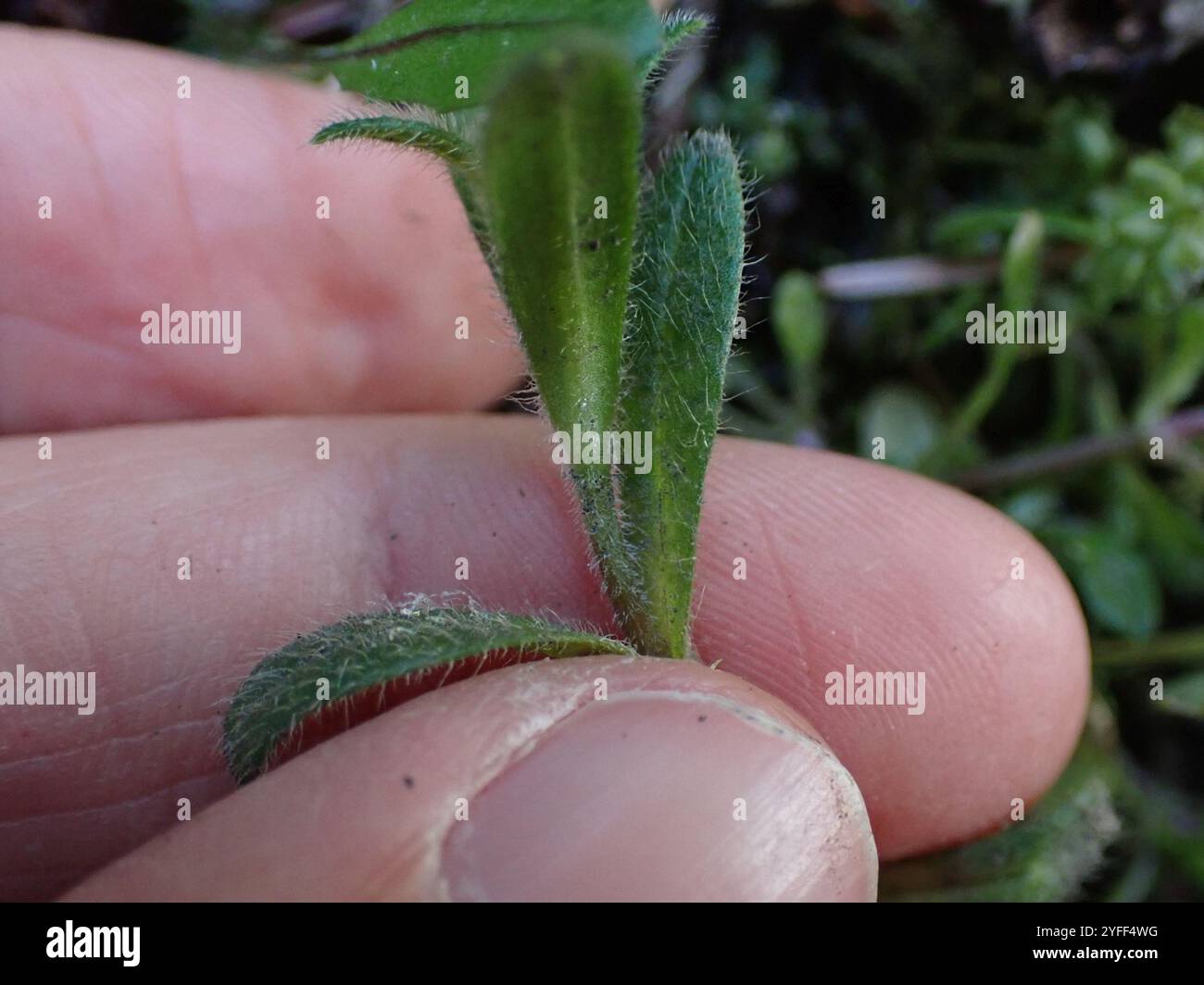 Common mouse-ear chickweed (Cerastium fontanum Stock Photo - Alamy
