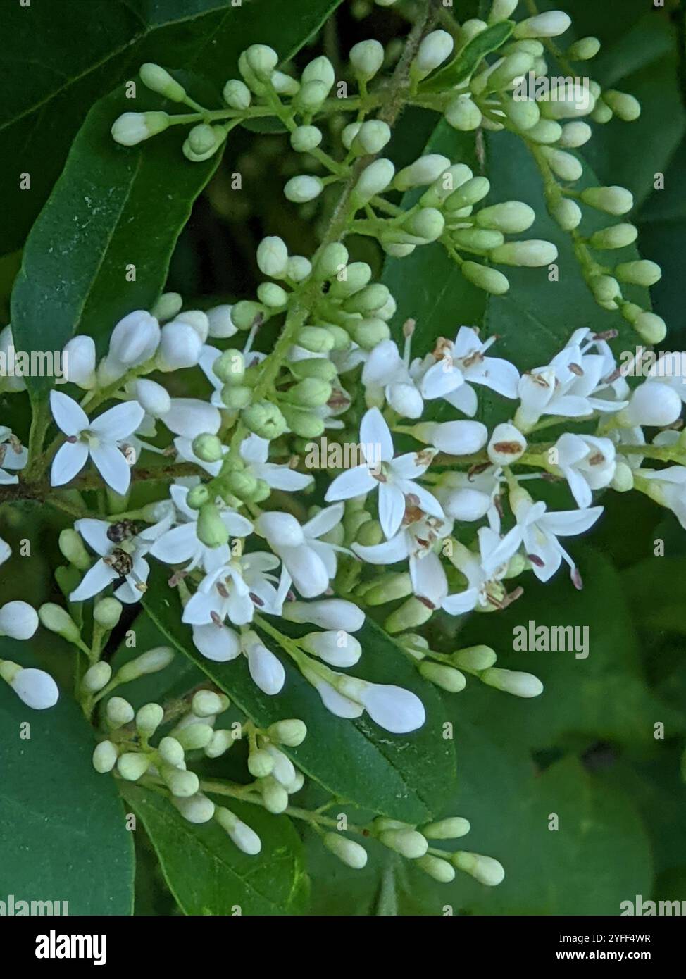 Chinese privet (Ligustrum sinense Stock Photo - Alamy