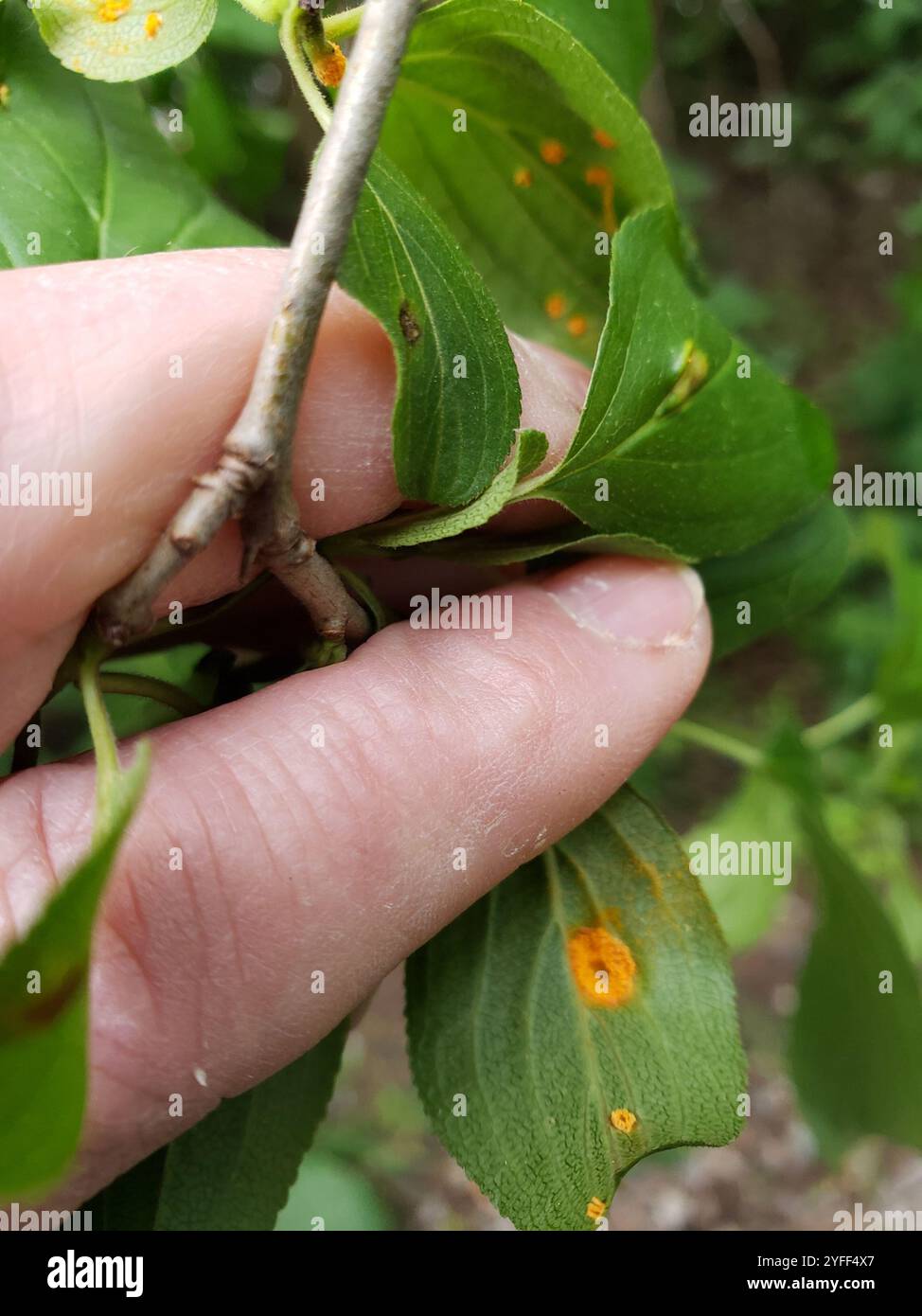 Crown Rust (Puccinia coronata Stock Photo - Alamy