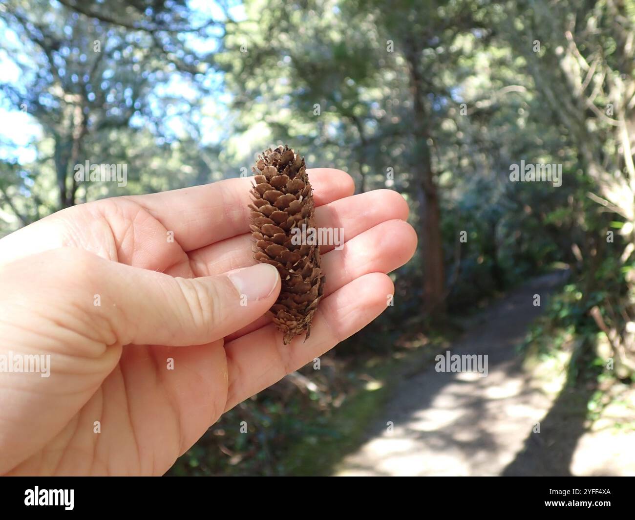 Sitka spruce (Picea sitchensis Stock Photo - Alamy