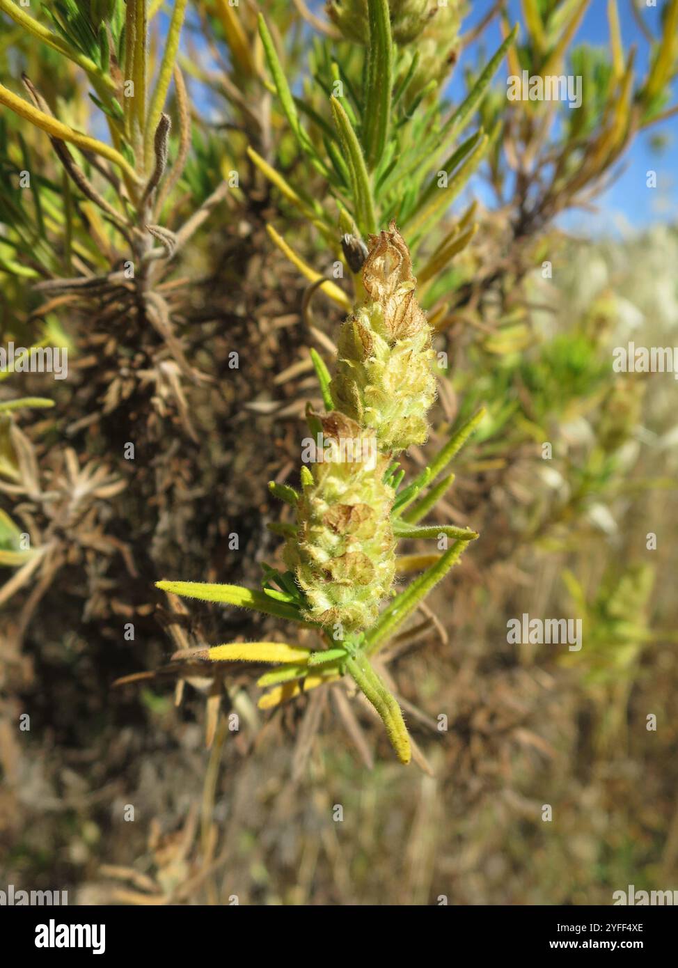 Lavandula viridis hi-res stock photography and images - Alamy