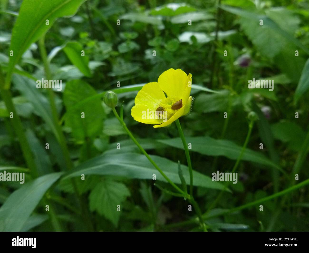 Multi-flowered Buttercup (Ranunculus polyanthemos Stock Photo - Alamy