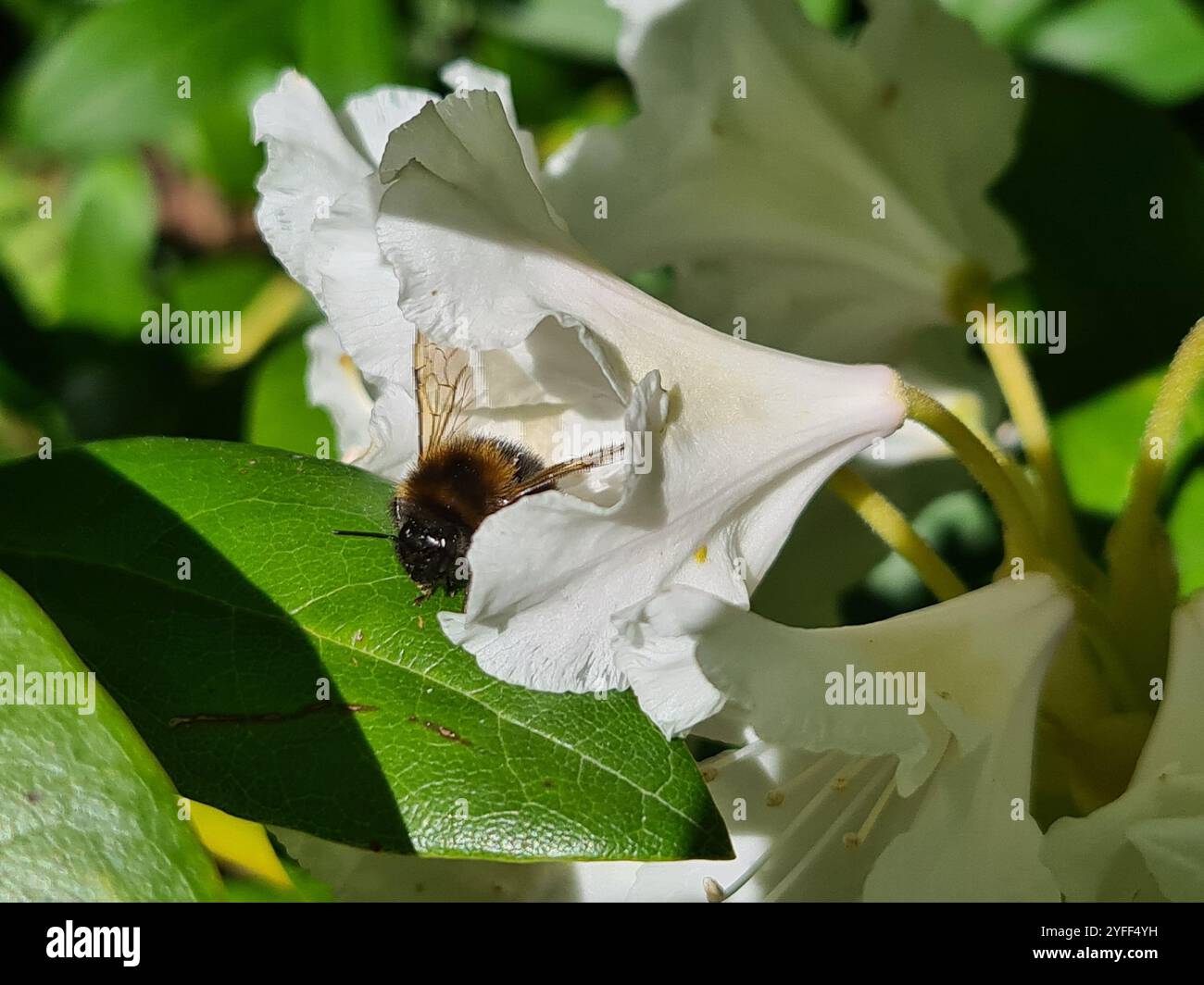 Bumble Bees (Bombus Stock Photo - Alamy