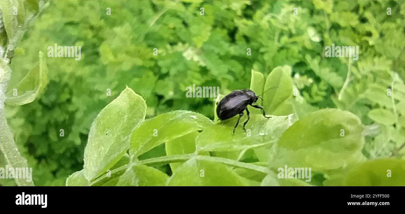 Western Grape Rootworm (Bromius obscurus Stock Photo - Alamy