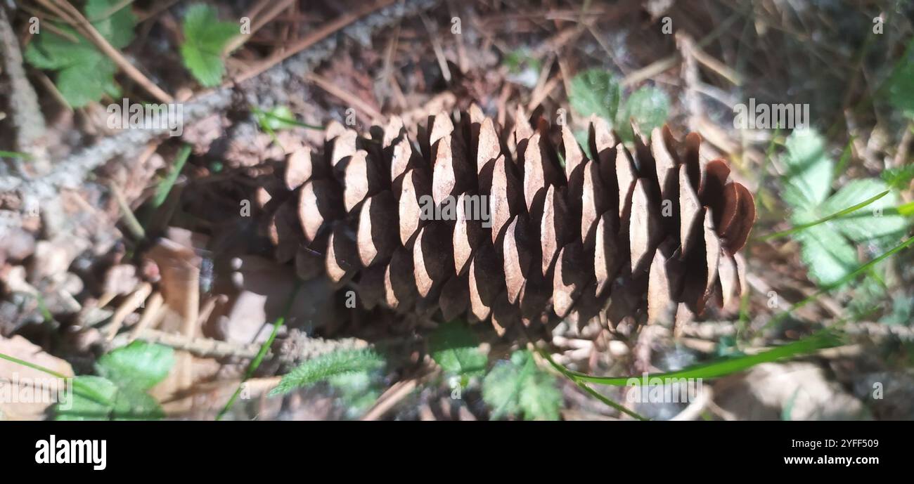 Siberian spruce (Picea obovata Stock Photo - Alamy