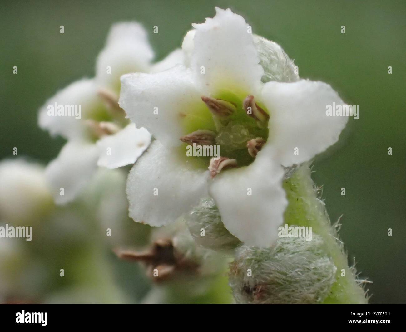 tree heliotrope (Heliotropium arboreum Stock Photo - Alamy