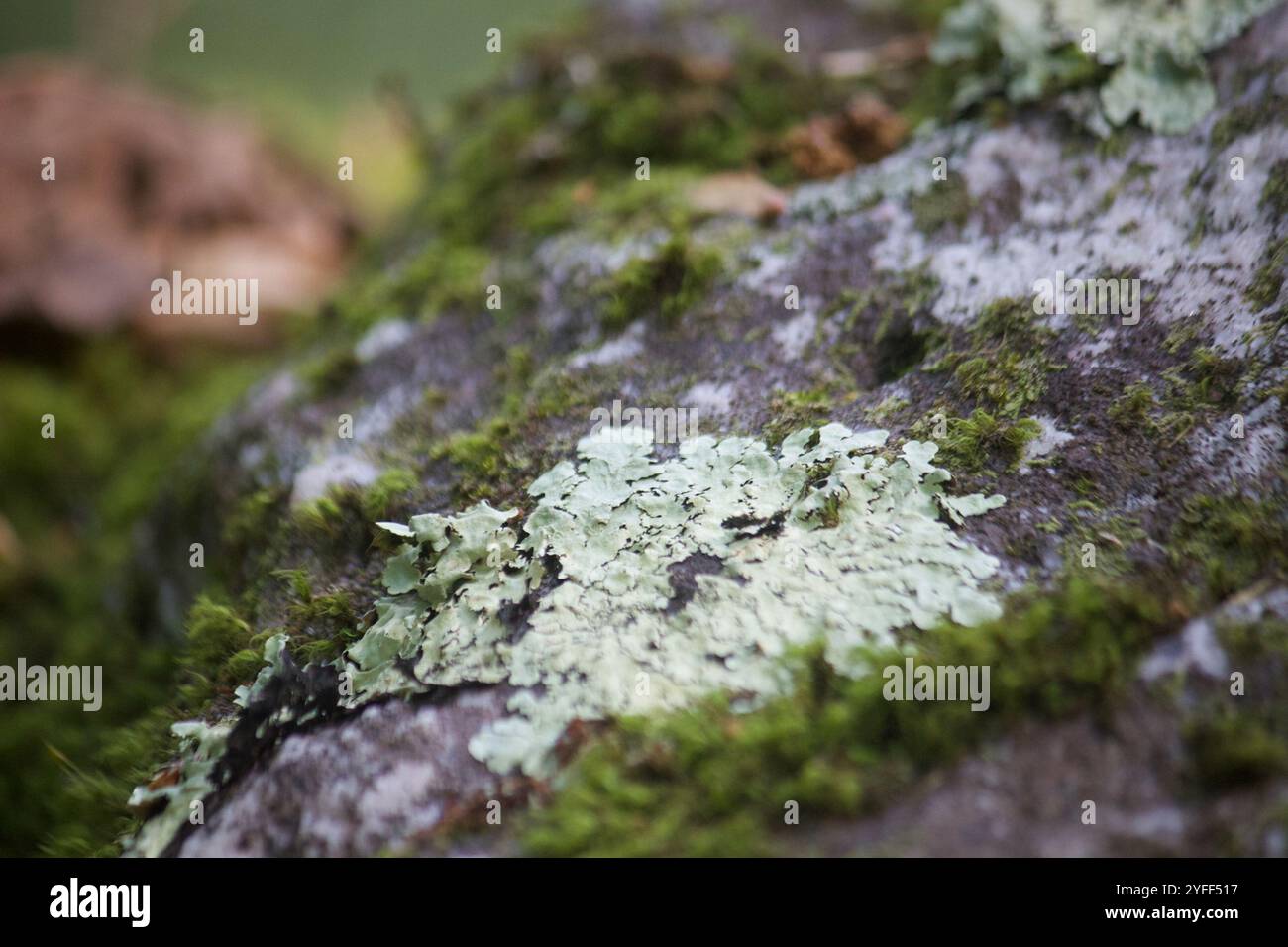 common greenshield lichen (Flavoparmelia caperata Stock Photo - Alamy