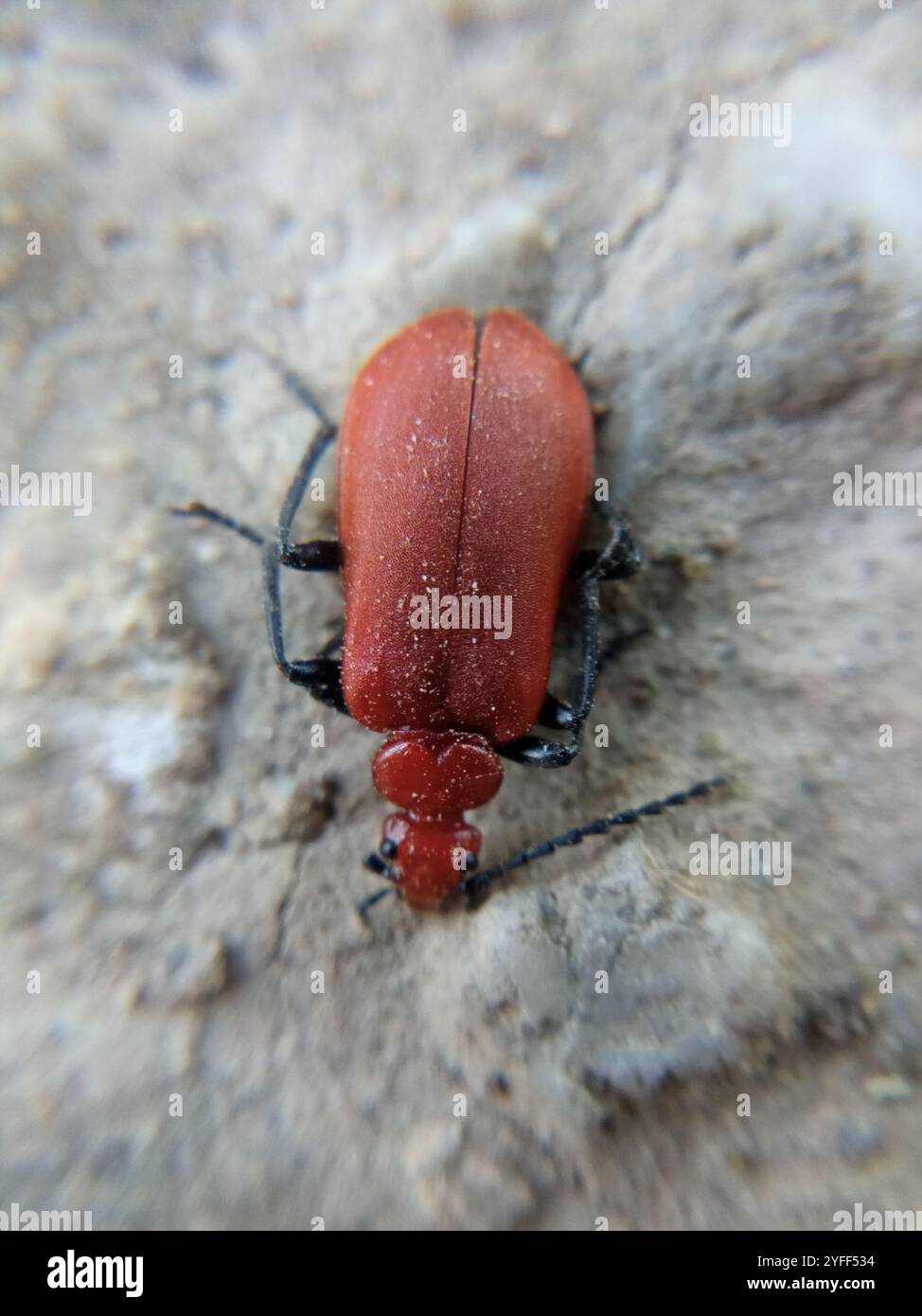 Common Cardinal Beetle (Pyrochroa serraticornis Stock Photo - Alamy