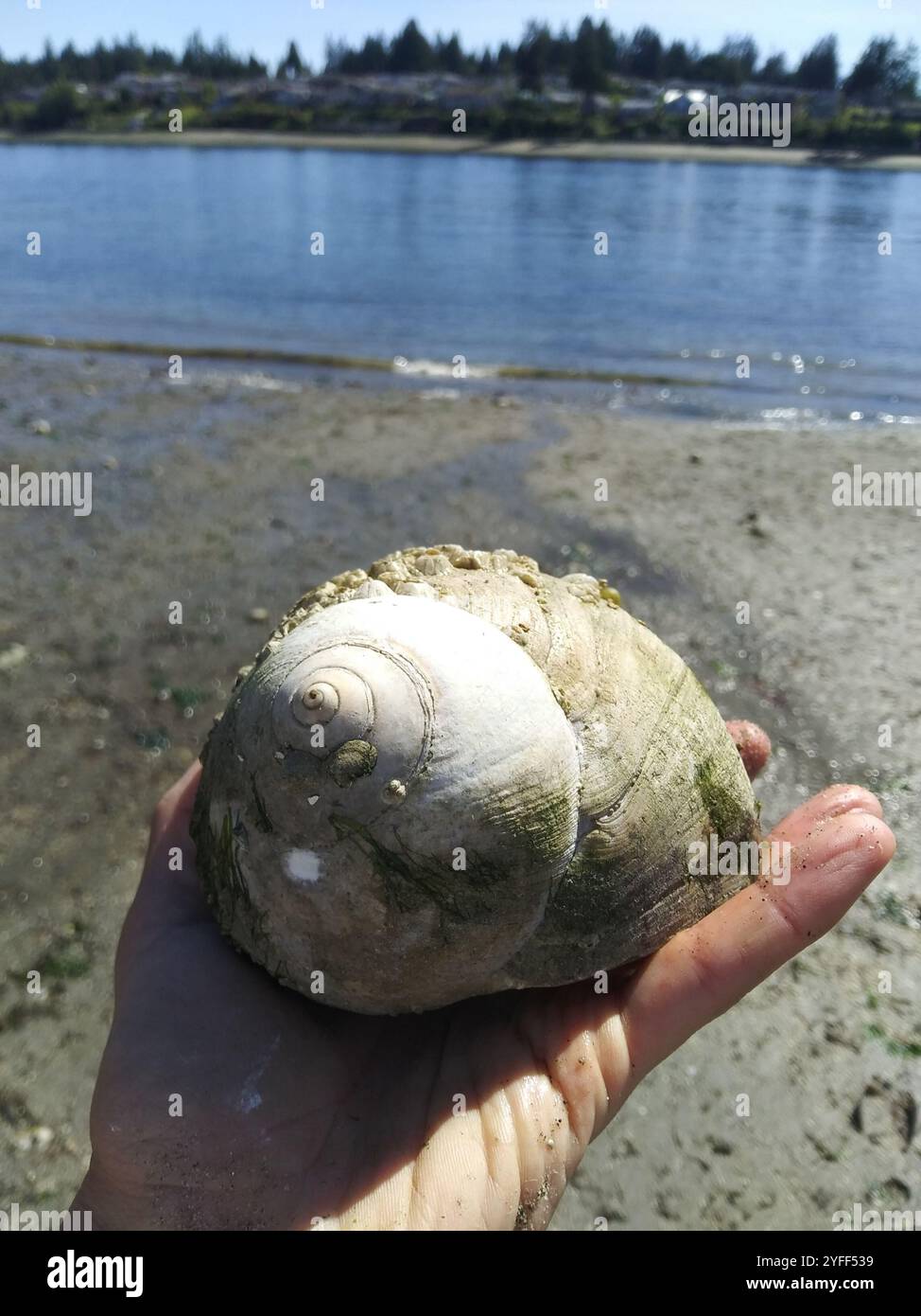 Lewis's Moon Snail (Neverita lewisii Stock Photo - Alamy