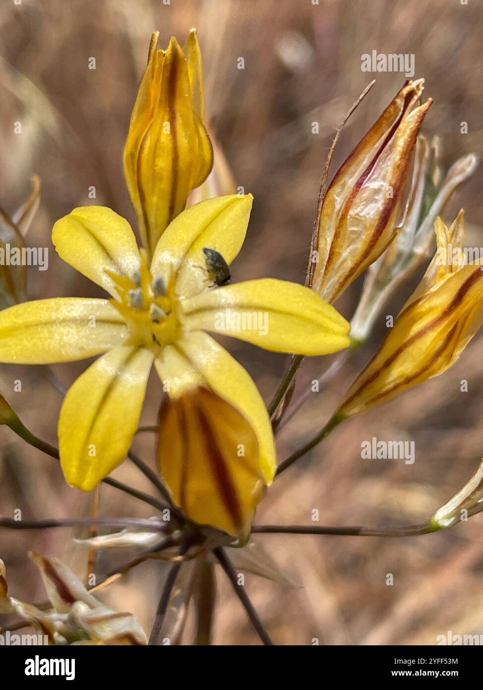 golden brodiaea (Triteleia ixioides ixioides Stock Photo - Alamy