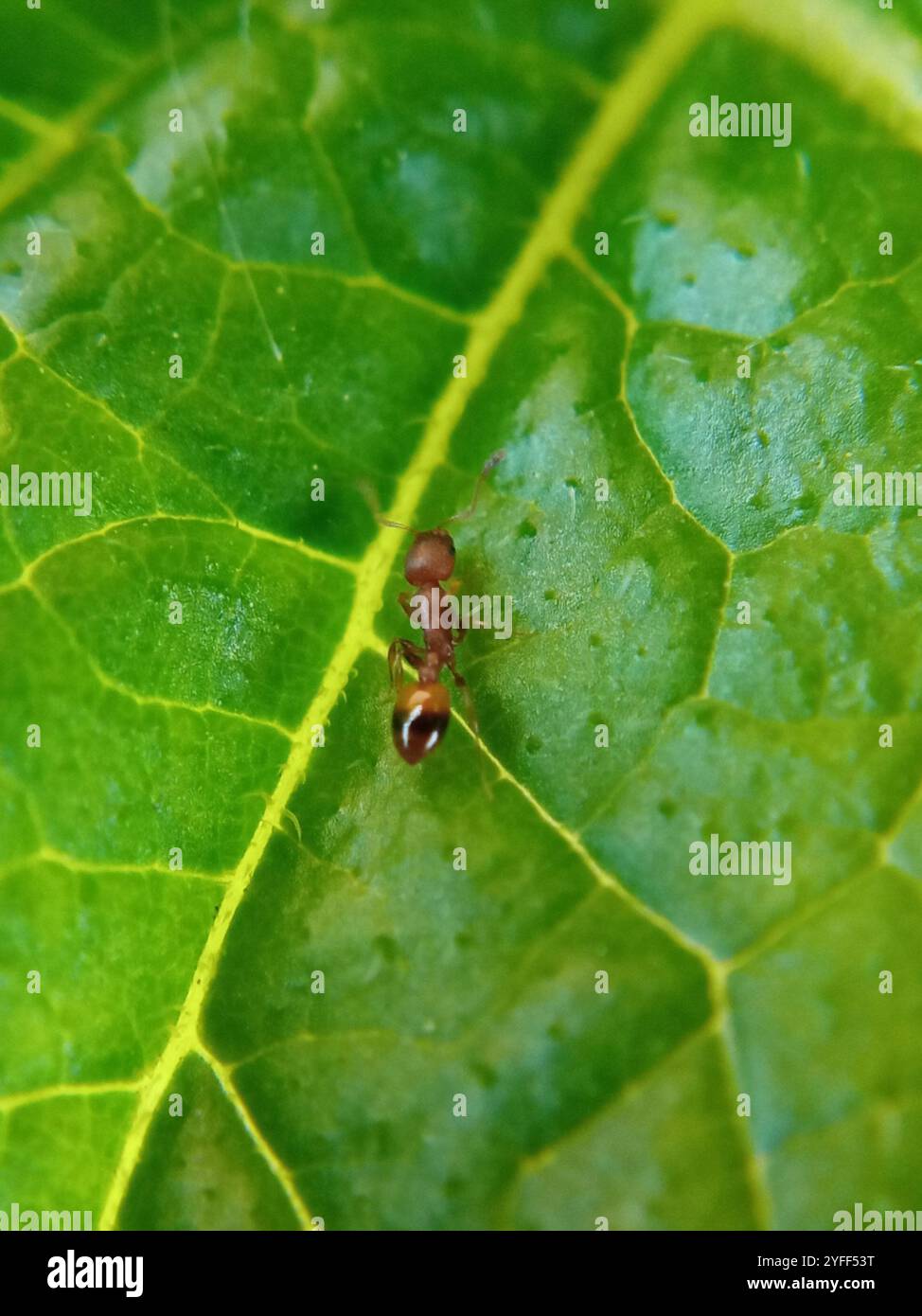 Acorn Ants and Allies (Temnothorax Stock Photo - Alamy