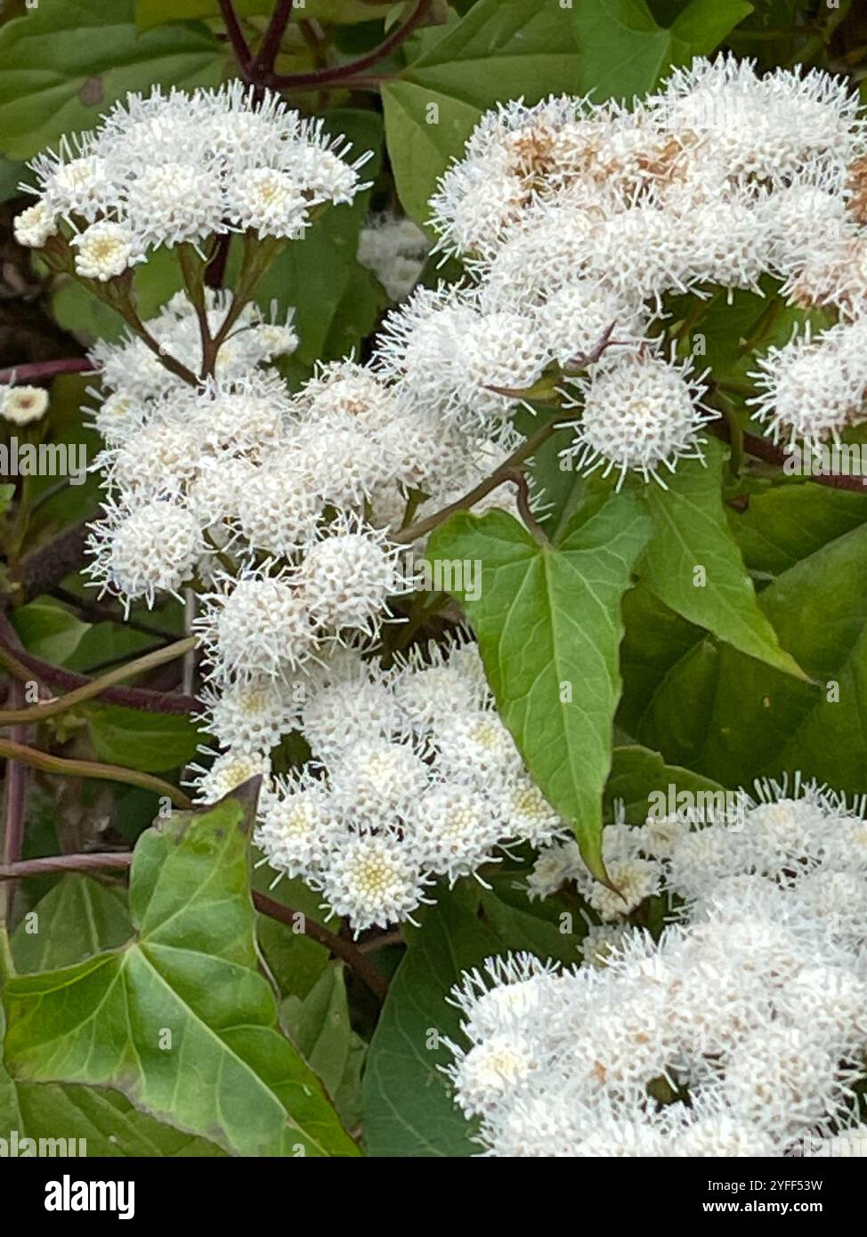 Crofton Weed (Ageratina adenophora Stock Photo - Alamy