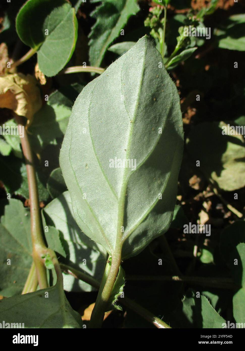 scarlet spiderling (Boerhavia coccinea Stock Photo - Alamy