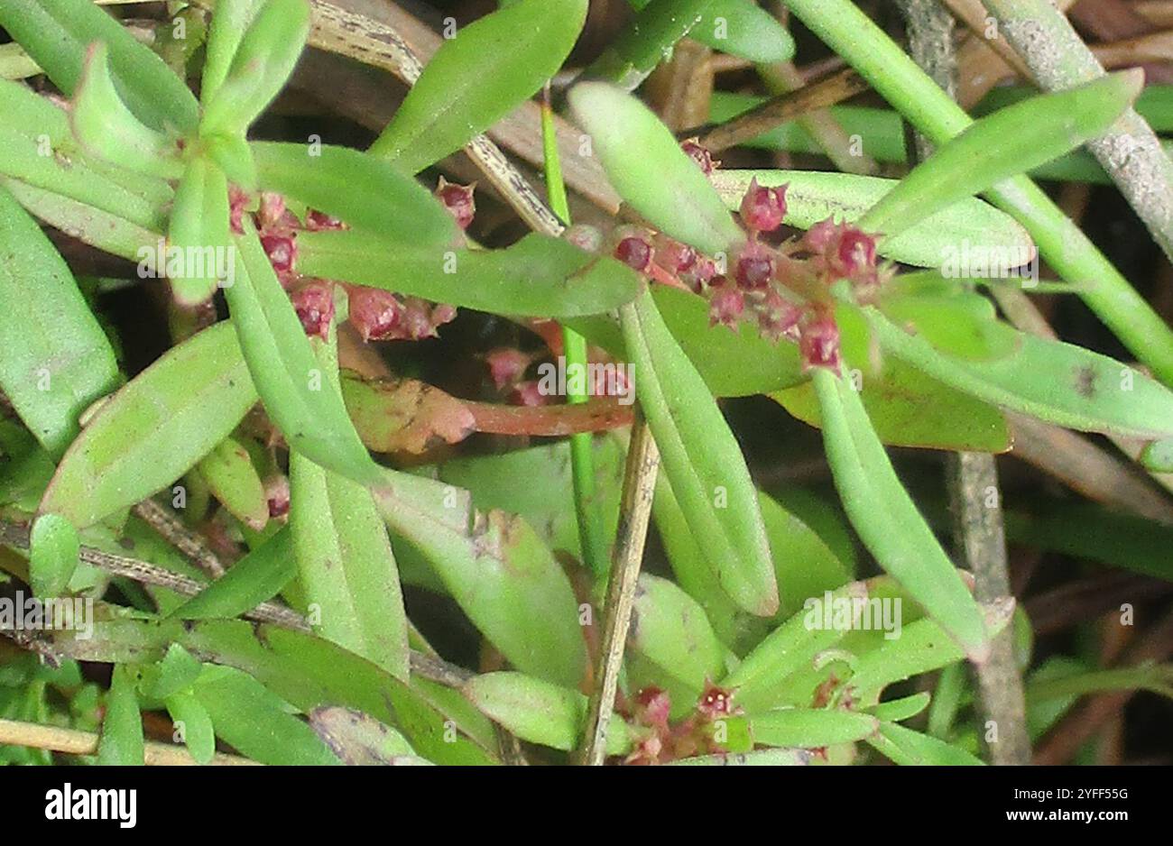 monarch redstem (Ammannia baccifera Stock Photo - Alamy