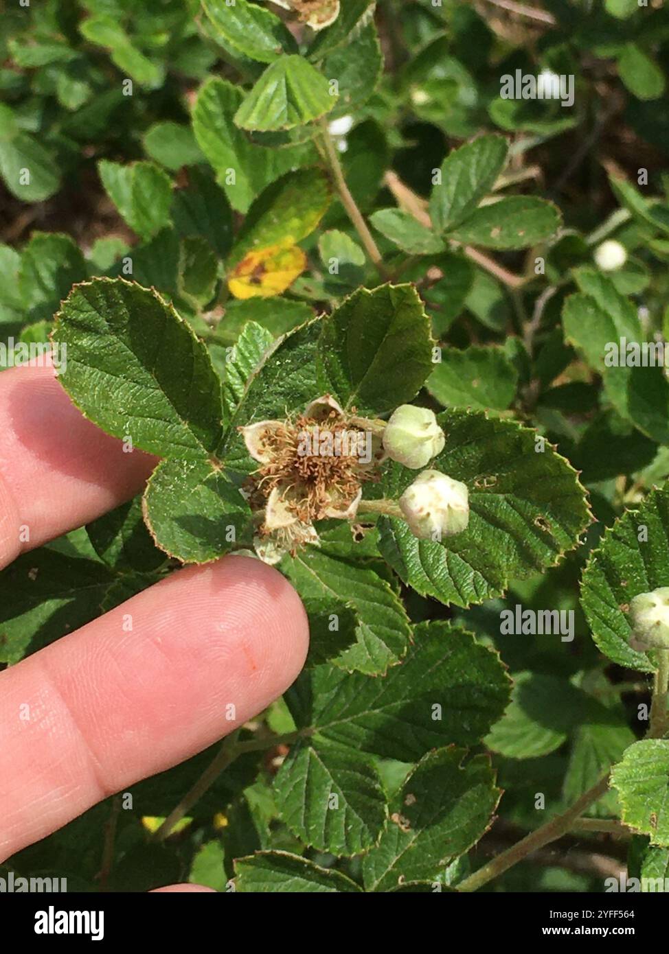 sand blackberry (Rubus cuneifolius Stock Photo - Alamy