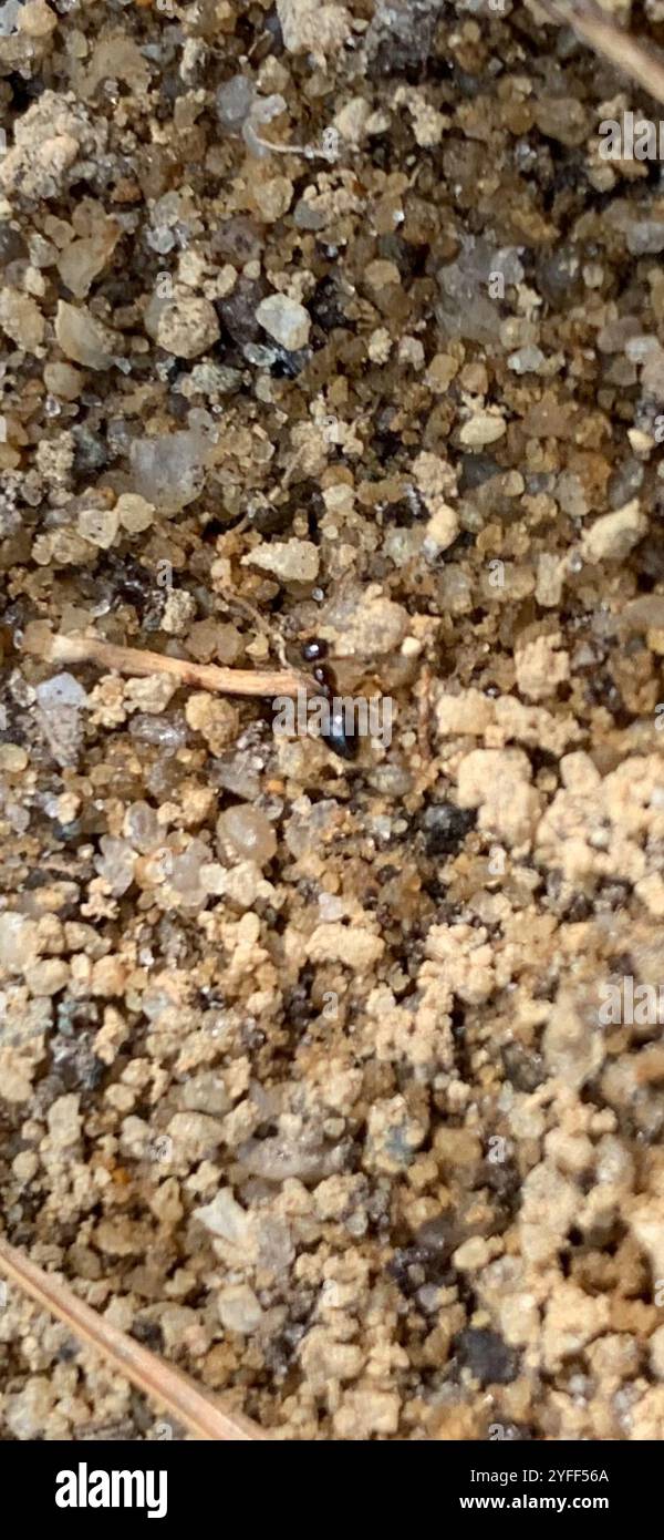 Formicine Ants (Formicinae Stock Photo - Alamy