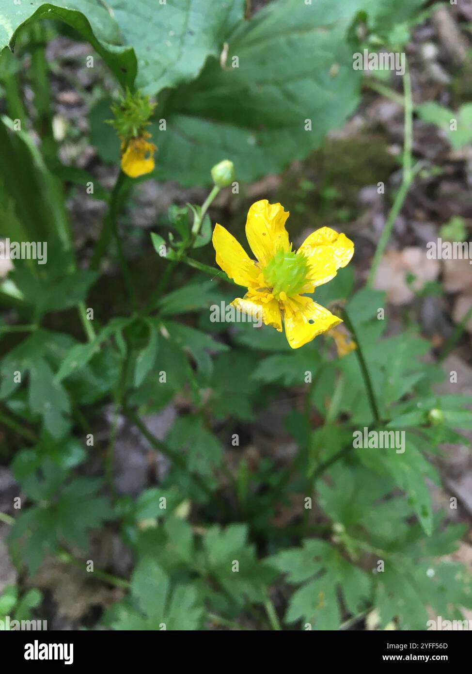 bristly buttercup (Ranunculus hispidus Stock Photo - Alamy
