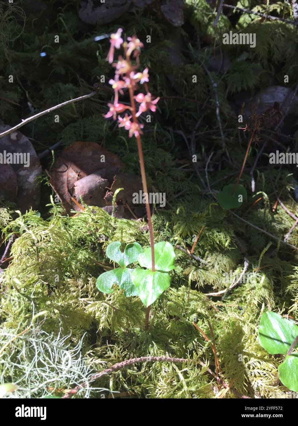 Heartleaf Twayblade (Neottia cordata Stock Photo - Alamy