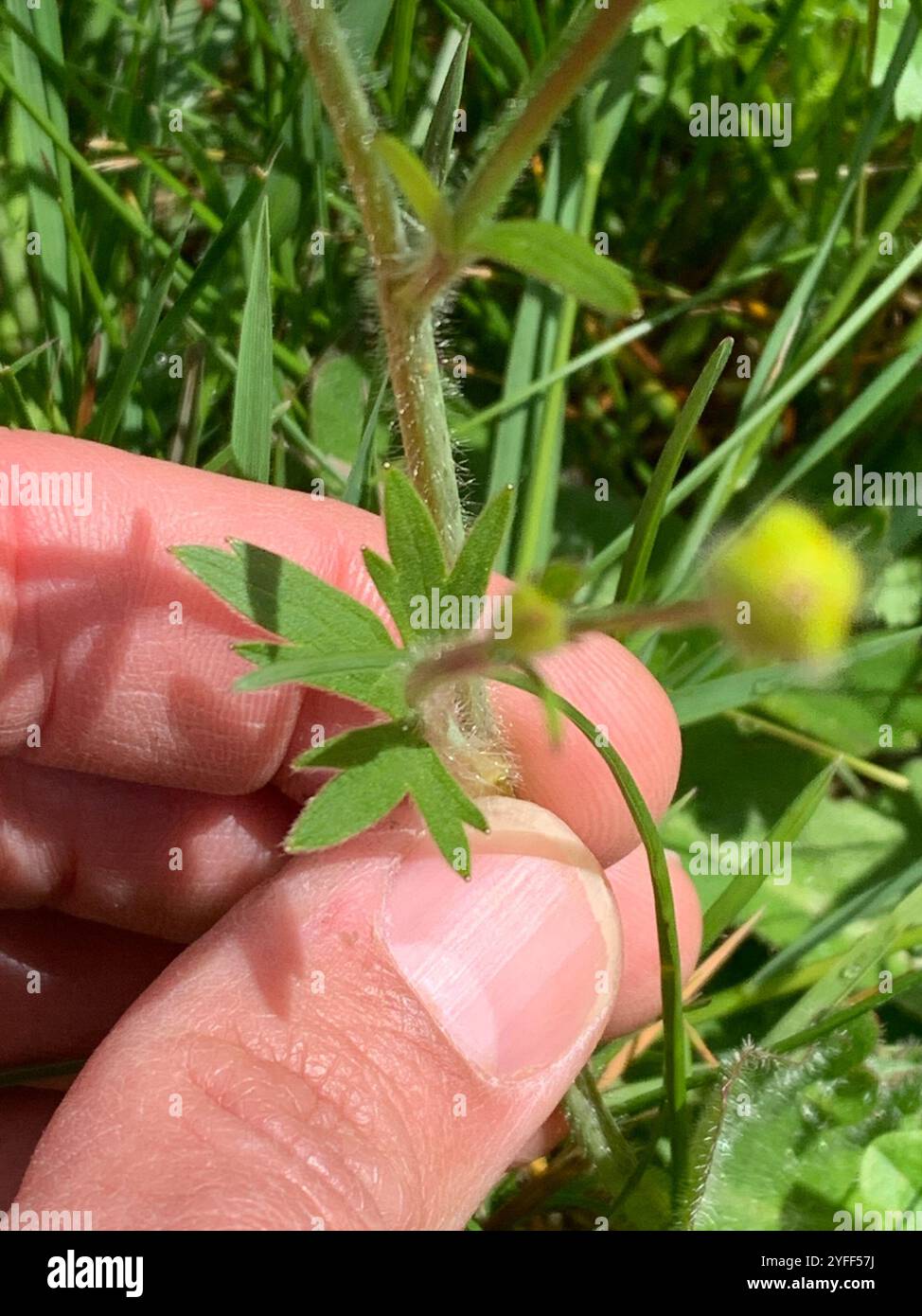 Western Buttercup (Ranunculus occidentalis Stock Photo - Alamy