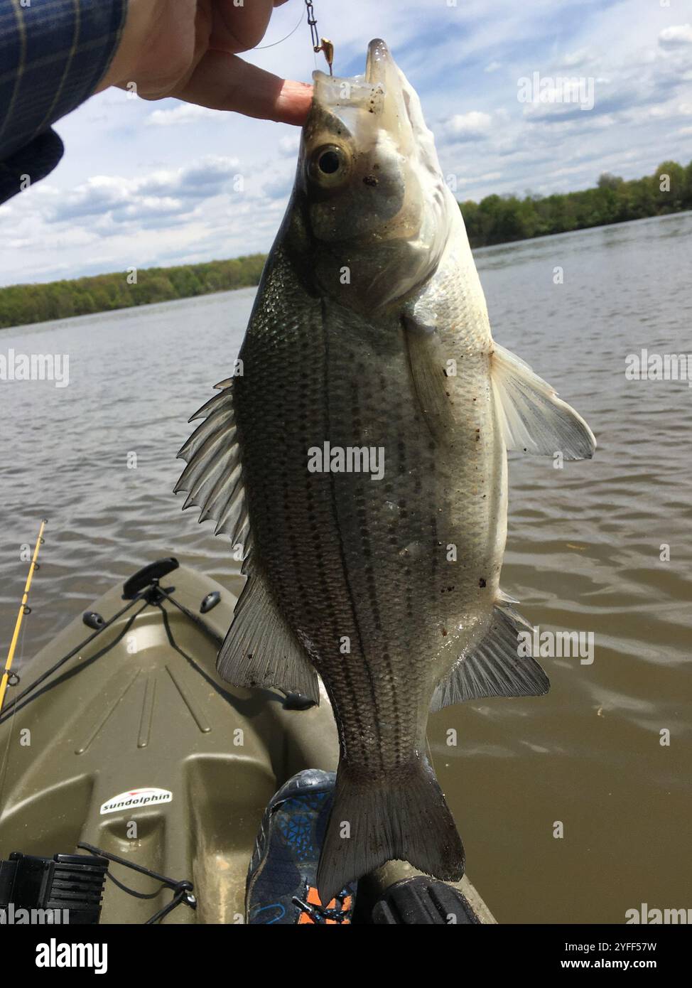 White Bass (Morone chrysops Stock Photo - Alamy