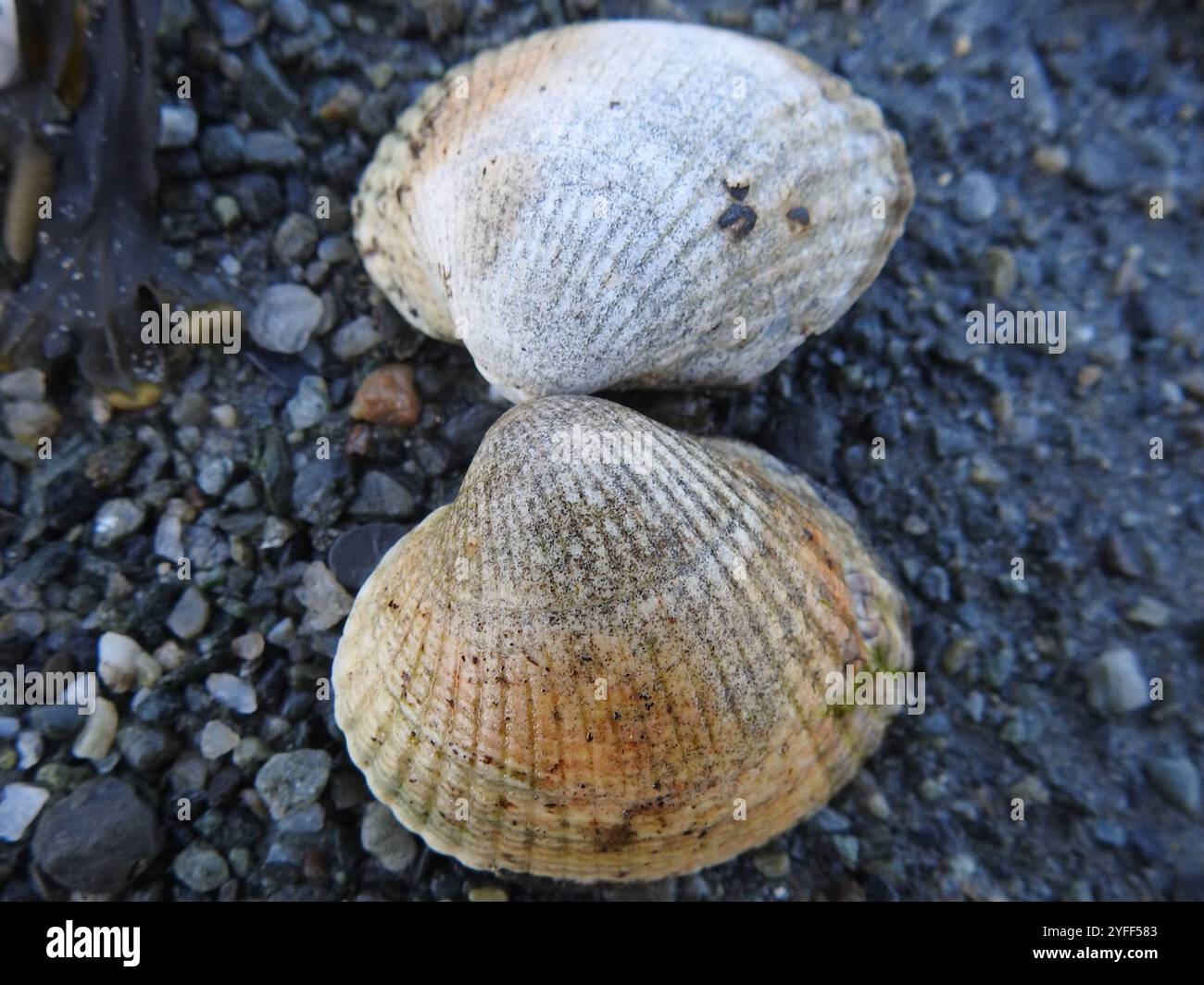 Common Cockle (Cerastoderma edule Stock Photo - Alamy