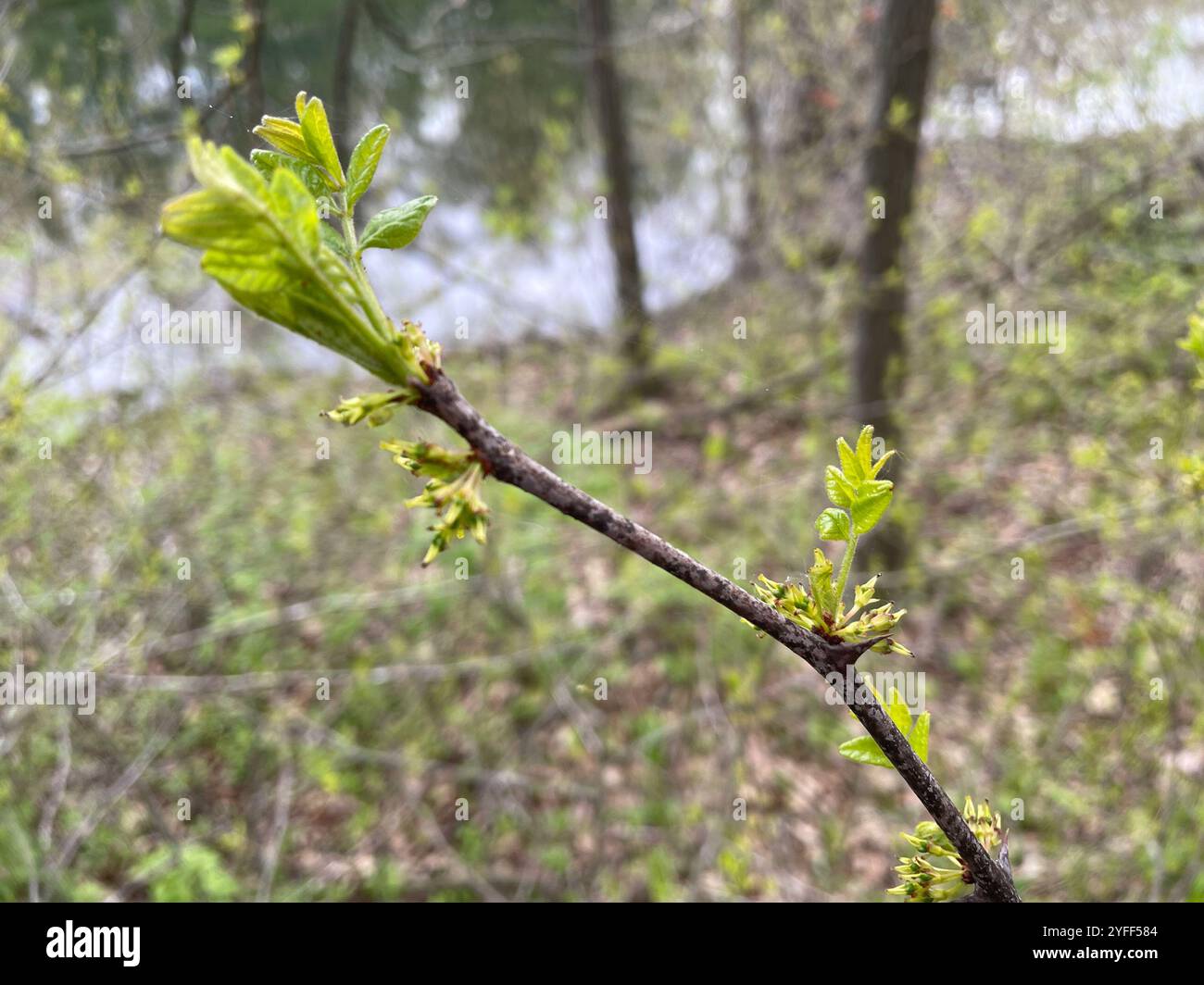 common prickly ash (Zanthoxylum americanum Stock Photo - Alamy
