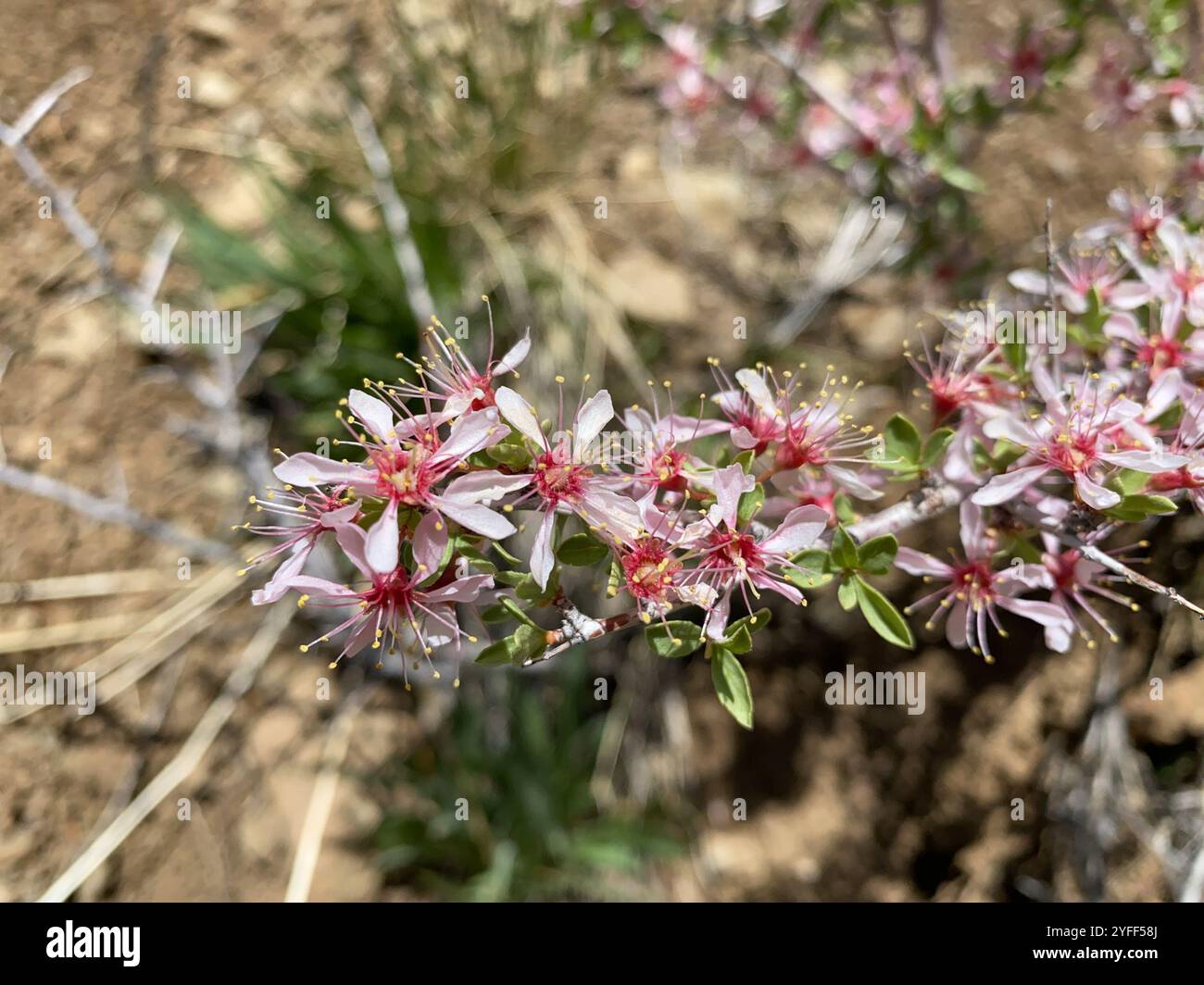 Desert Peach (Prunus andersonii Stock Photo - Alamy