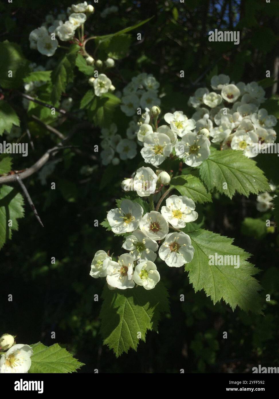 Hairy Cockspurthorn (Crataegus submollis Stock Photo - Alamy