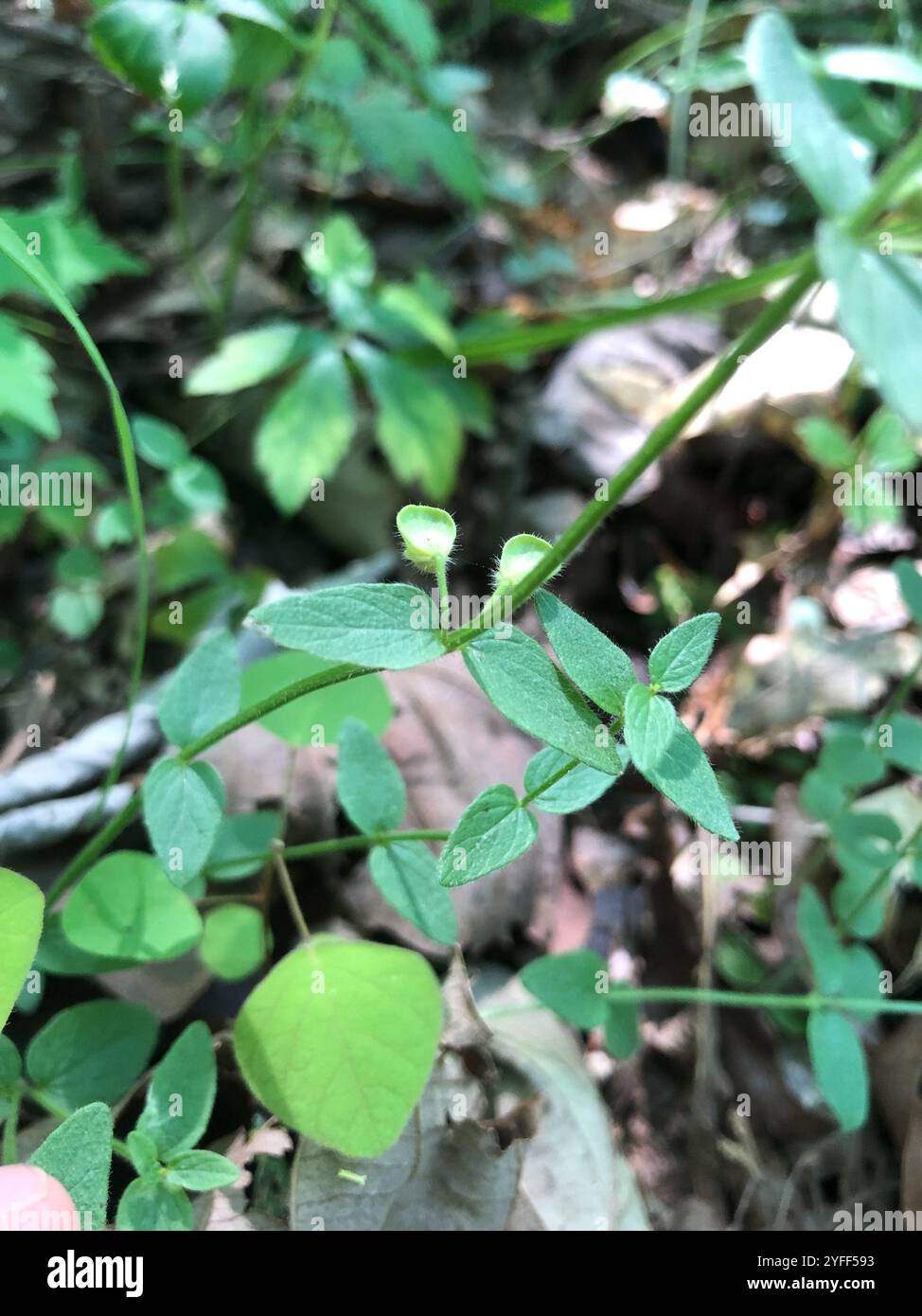 Scutellaria parvula hi-res stock photography and images - Alamy