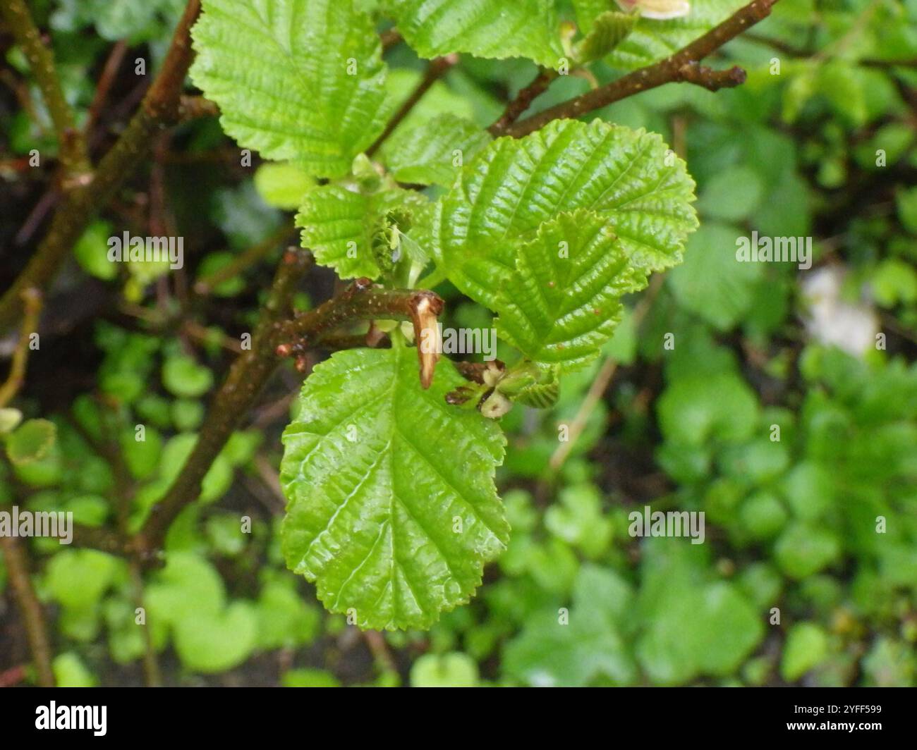 common alder (Alnus glutinosa Stock Photo - Alamy