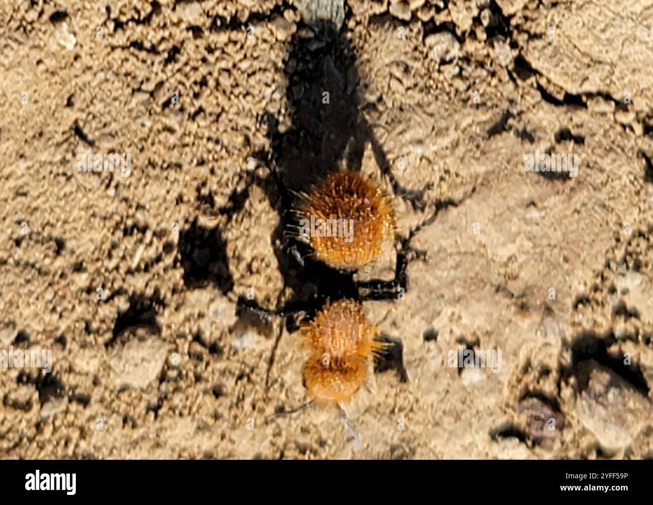 Pacific Velvet Ant (Dasymutilla aureola Stock Photo - Alamy