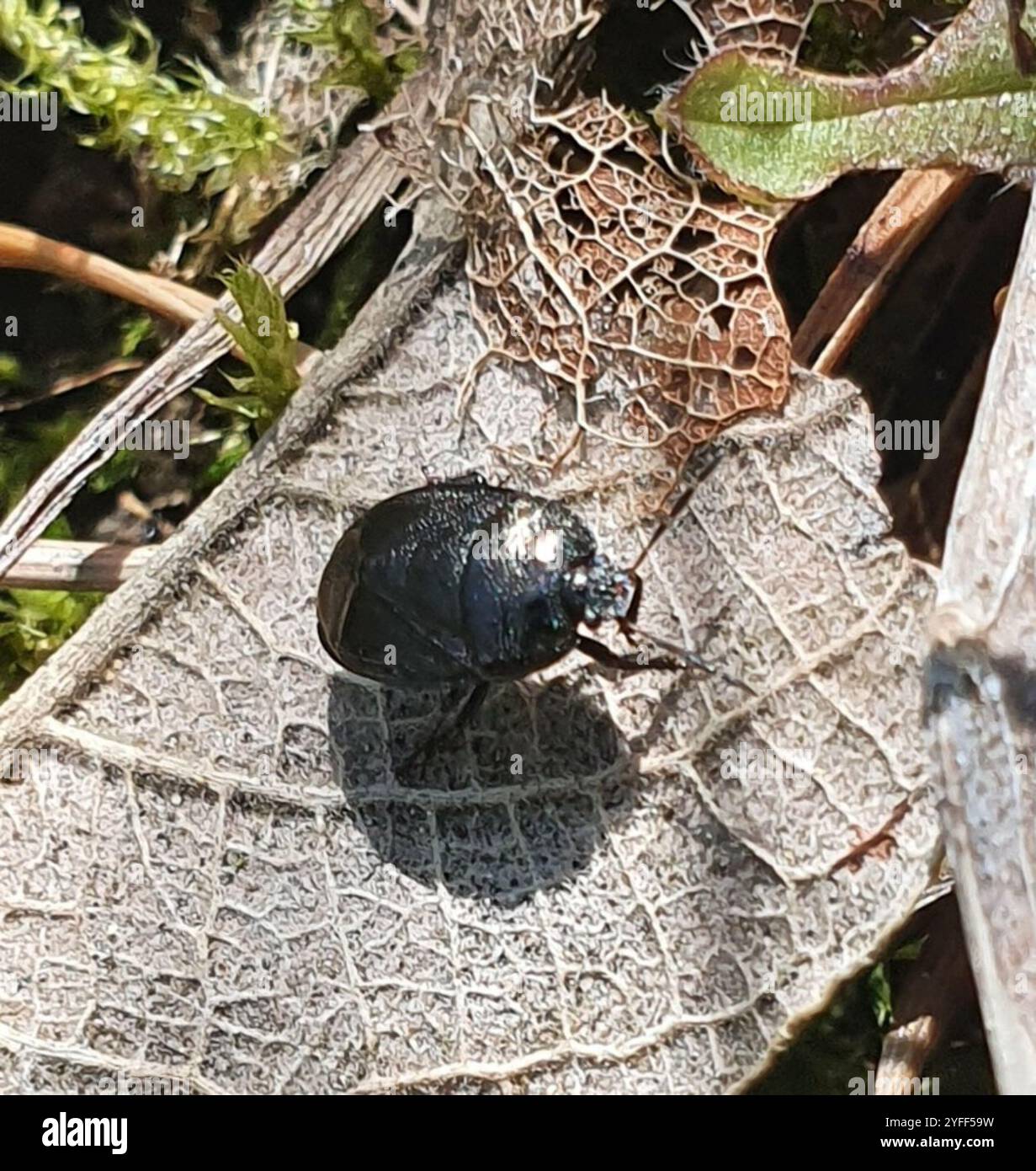 Sehirus hi-res stock photography and images - Alamy