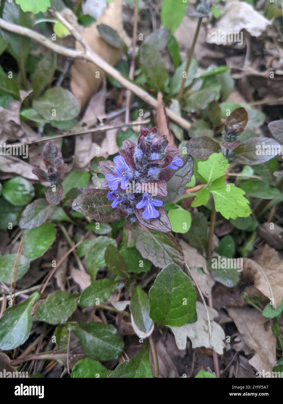 carpet bugle (Ajuga reptans Stock Photo - Alamy