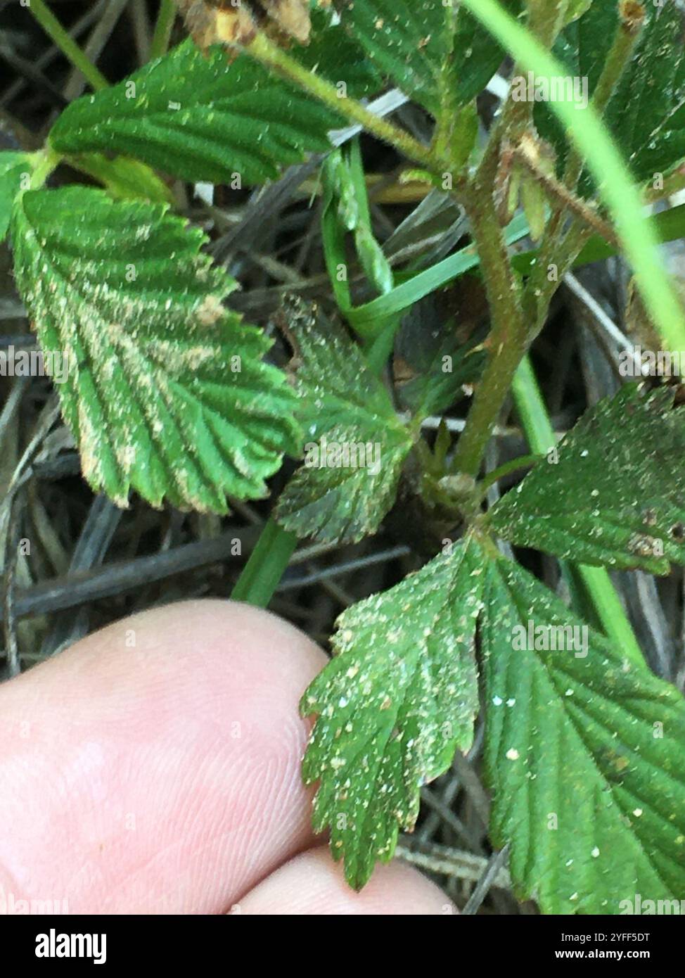 Common Dewberry (Rubus flagellaris Stock Photo - Alamy