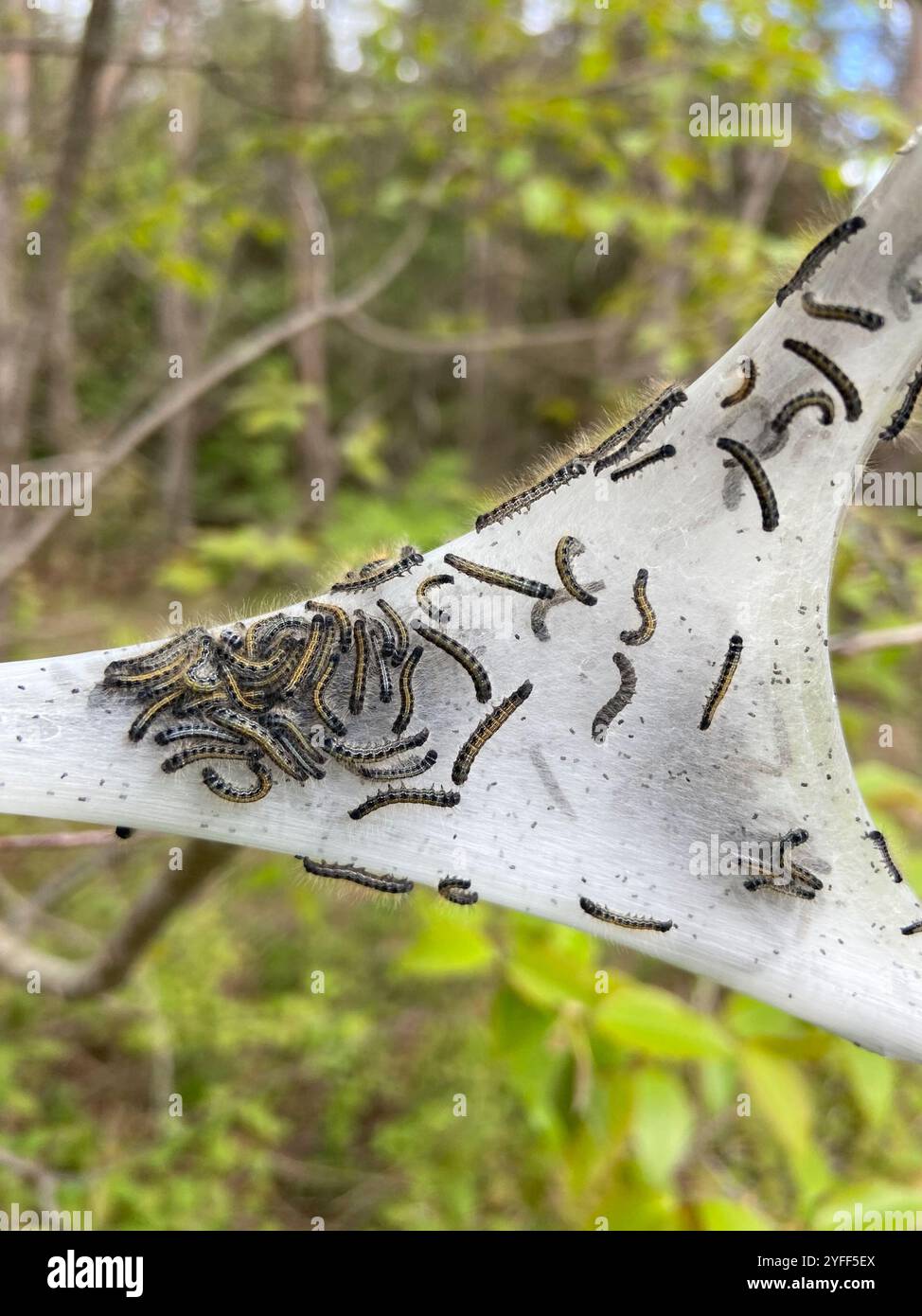 Eastern Tent Caterpillar Moth (Malacosoma americana Stock Photo - Alamy