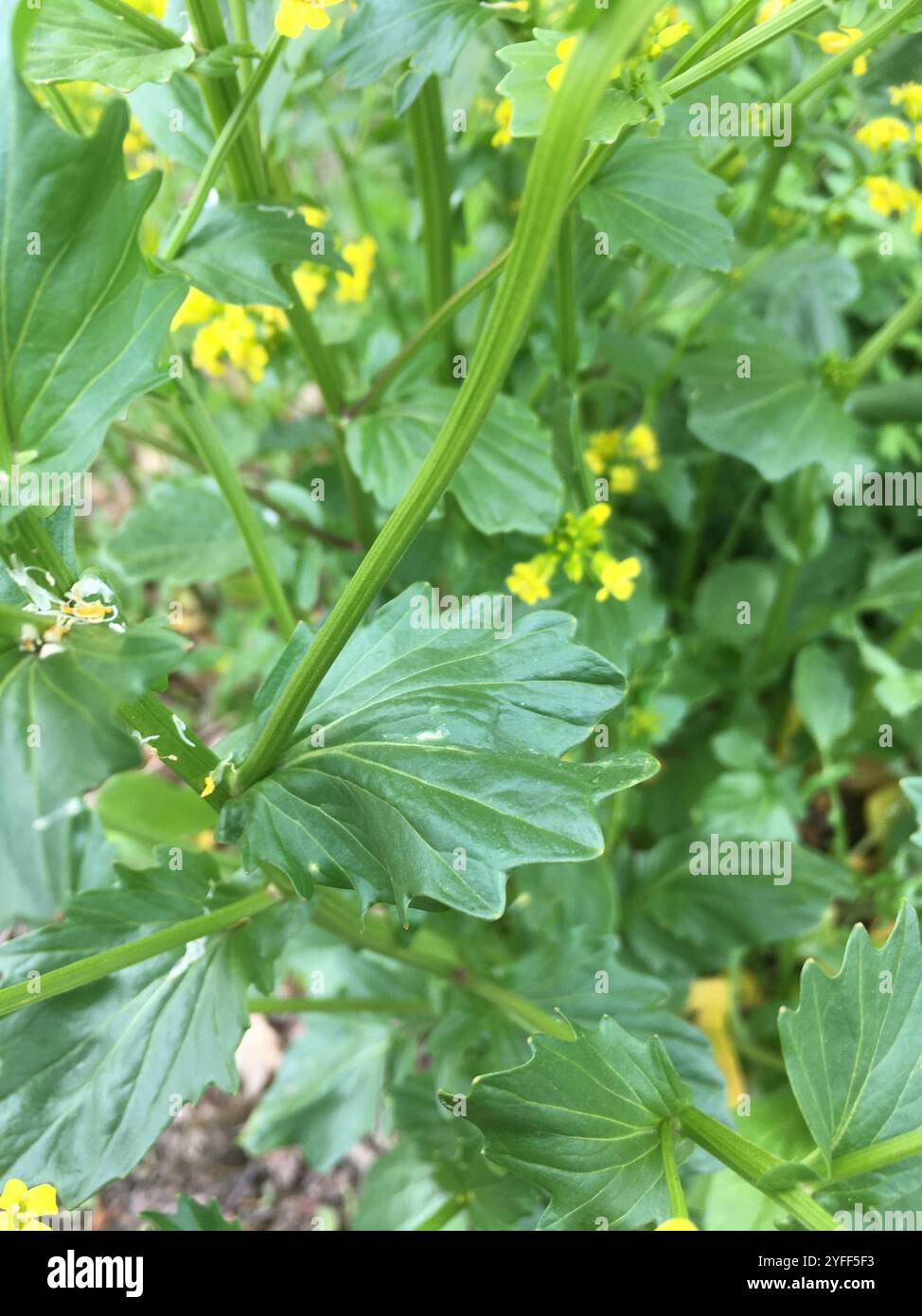 bitter wintercress (Barbarea vulgaris Stock Photo - Alamy