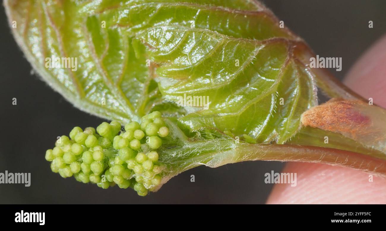 riverbank grape (Vitis riparia Stock Photo - Alamy