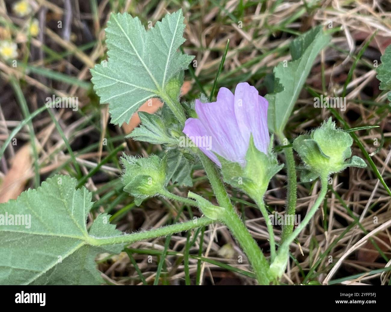 Cretan mallow (Malva multiflora Stock Photo - Alamy