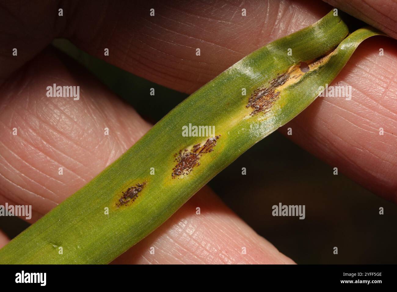 Bluebell rust (Uromyces hyacinthi Stock Photo - Alamy