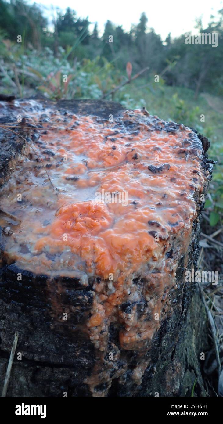 deer vomit (Fusicolla merismoides Stock Photo - Alamy