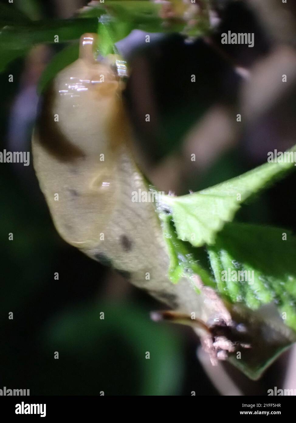Pacific Banana Slug (Ariolimax columbianus Stock Photo - Alamy