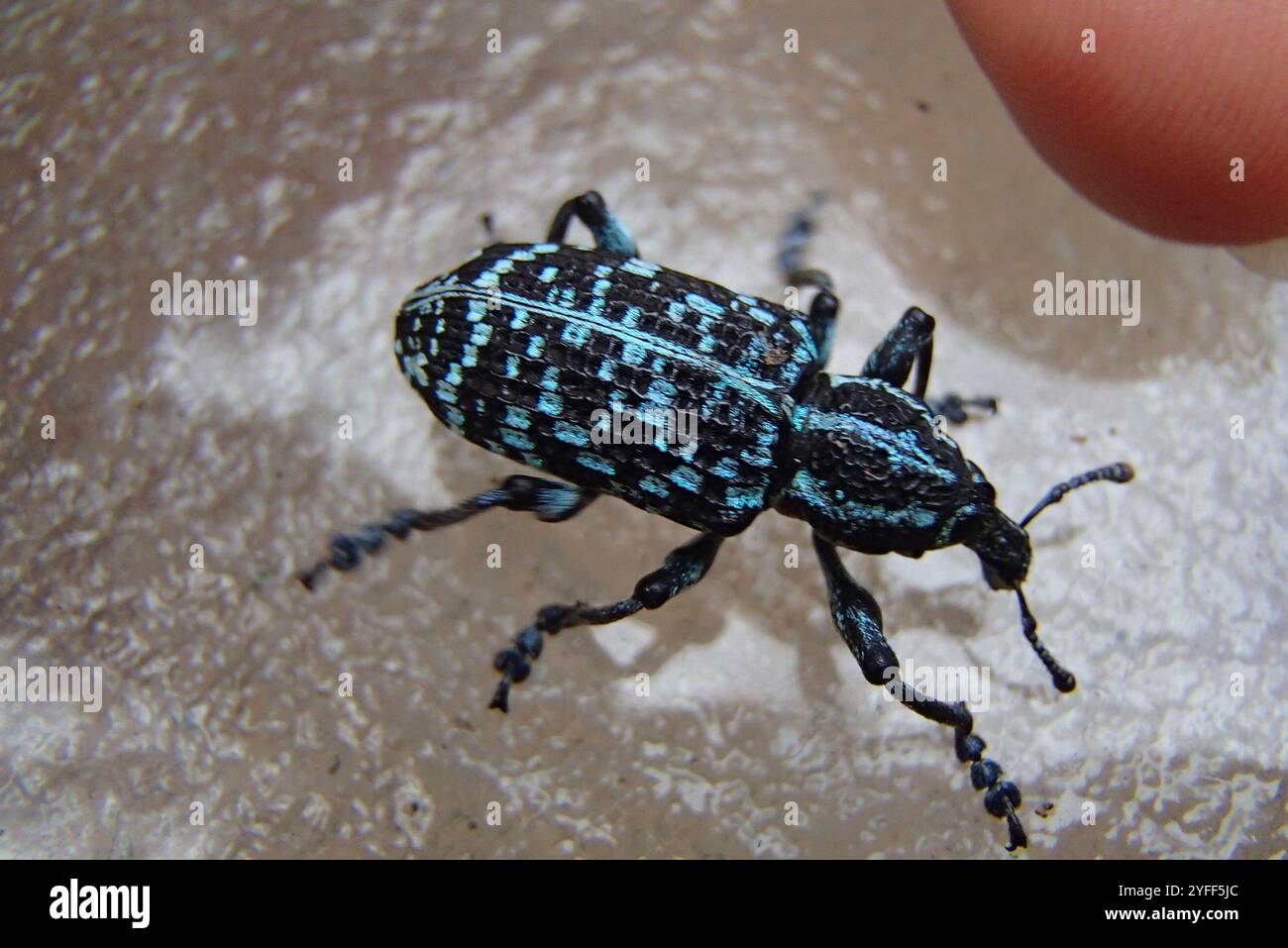 Botany Bay Diamond Weevil (Chrysolopus spectabilis Stock Photo - Alamy